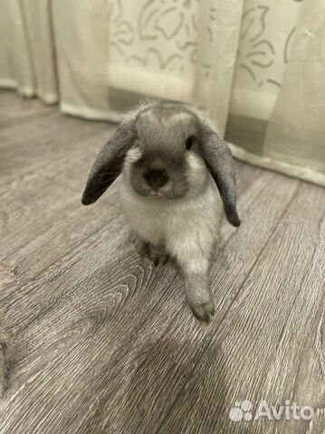 Карликовый кролик баран