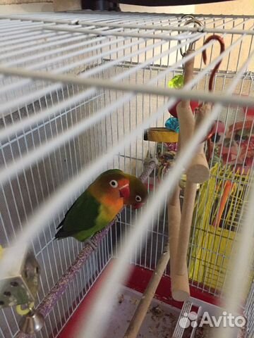 Попугаи неразлучники бесплатно