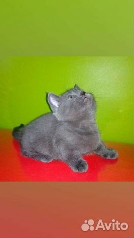 Короткие лапки