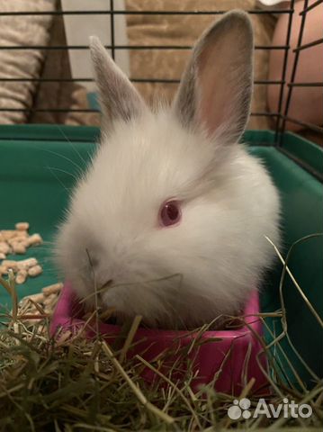 Крольчонок с клеткой