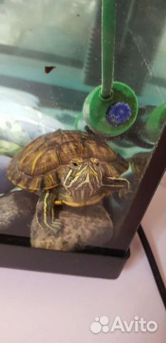 Красноухая черепаха