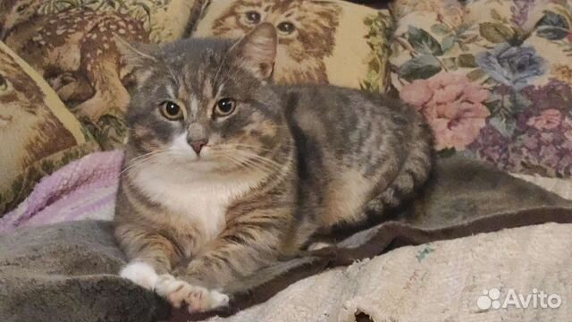 Чрезвычайно огромный и чрезвычайно ласковый кот Ге