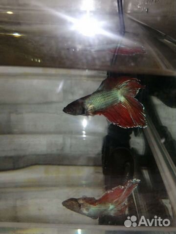 Рыбка петушок