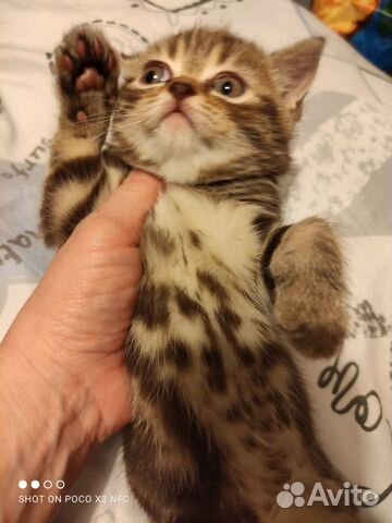 Шотландские котята