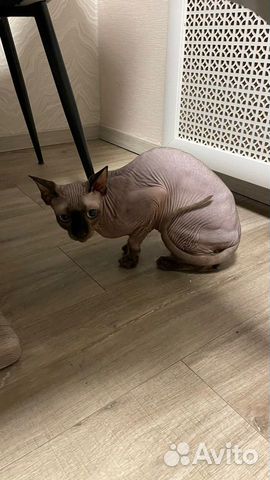 Донской сфинкс