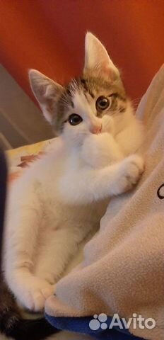 Котенок девочка Жужа