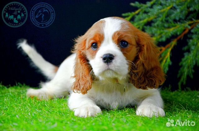 Щенки Кавалер Кинг Чарльз Спаниель