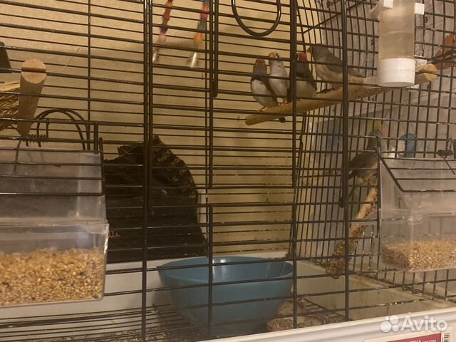 Амадины с клеткой