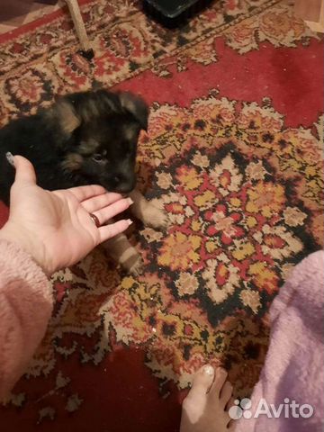 Немецкая овчарка
