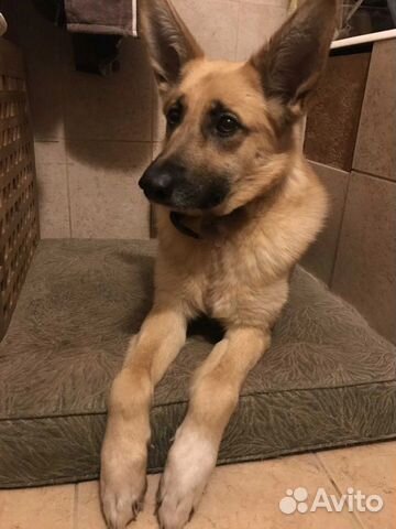 Девочка собака