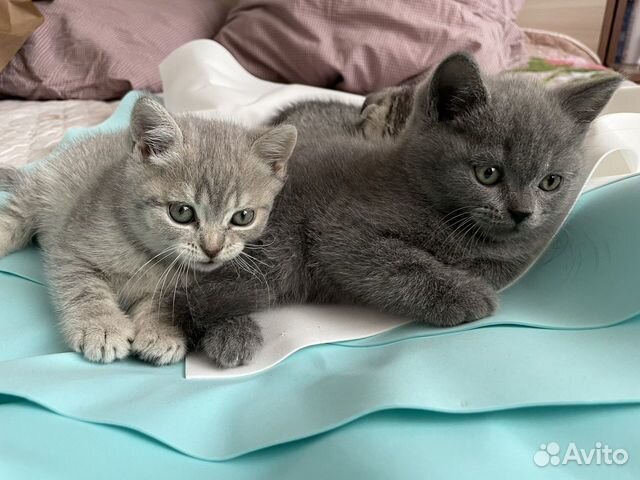 Шотландские котятки разных окрасов