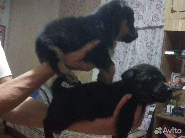 Карликовый пинчер