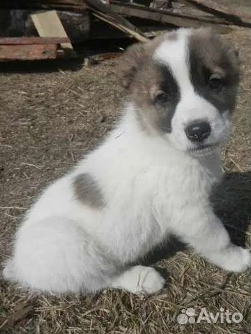 Щенок алабая мальчик 2 месяца