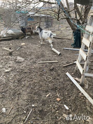 Продается козел