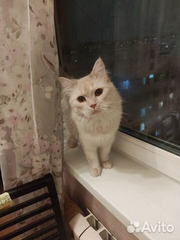 Отдам кота в добрые руки