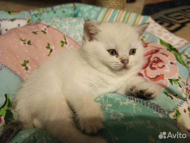 Шотландский котенок