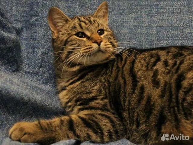 Годовалая тигровая кошечка ищет дом