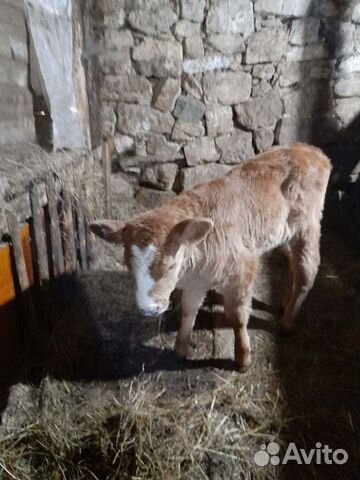 Бычок телёнок