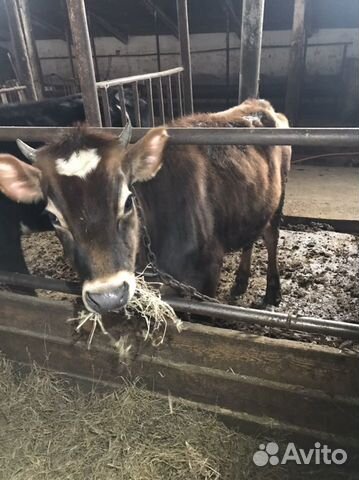 Телочка джерсейская