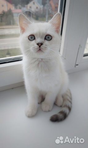 Шотландский котенок