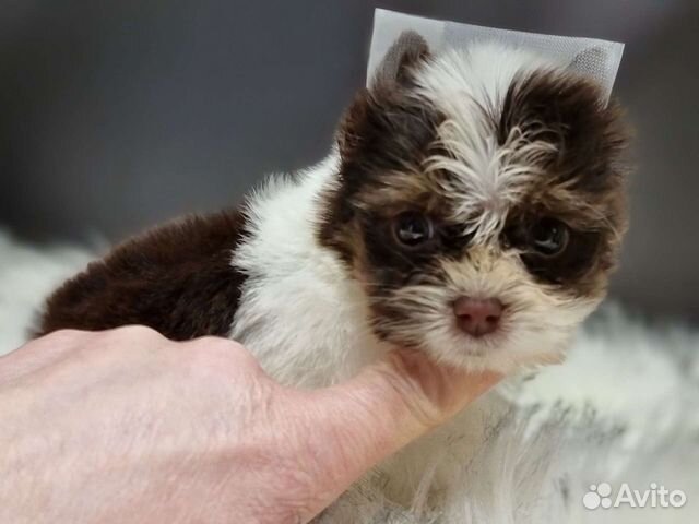 Щенки бивер йорка