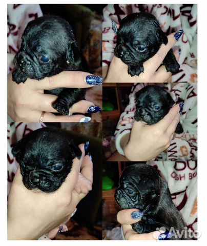 Собаки щенки французского бульдога
