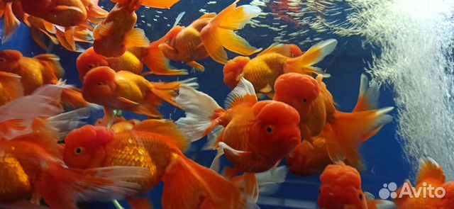 Оранда, реукин крупные