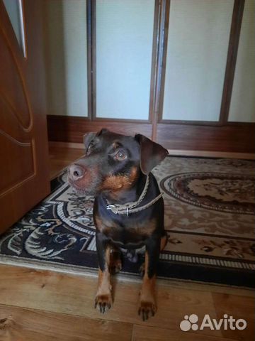 Ягдтерьер вязка