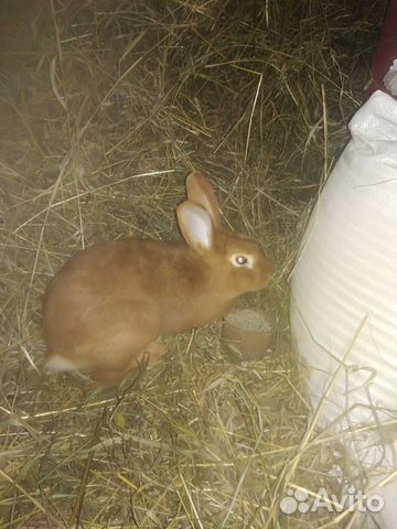 Кролик нзк