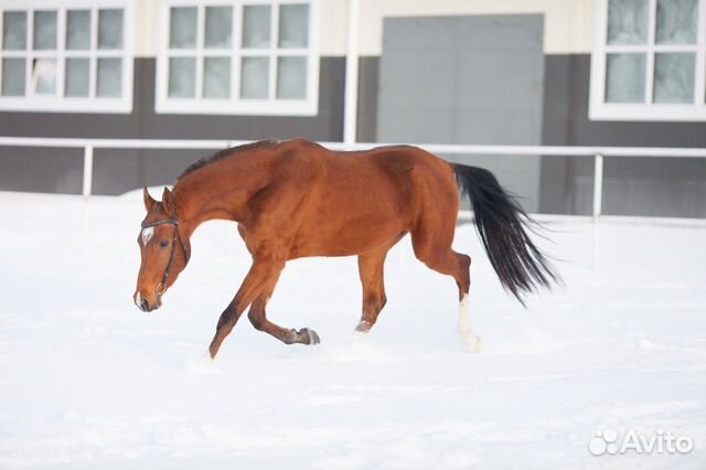 Ахалтекинский жеребец