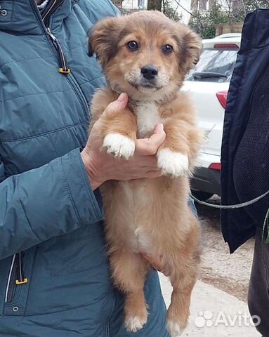 Девочка - коротколапик