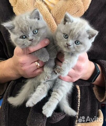 Нежное создание плюшевое