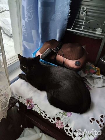 Кошечка в добрые руки