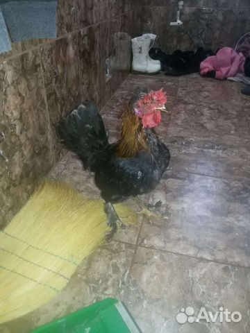 Петух русский королек