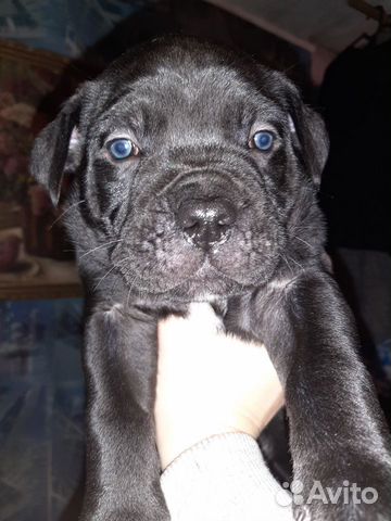 Щенки кане Корсо