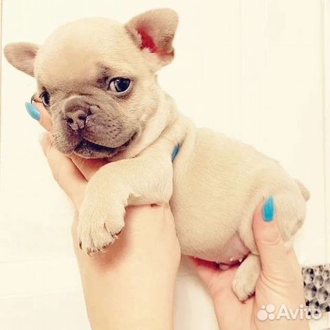 Французский бульдог лиловый