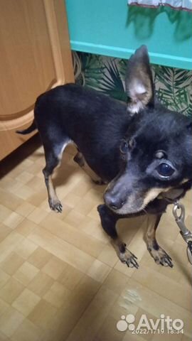 Домашние животные собаки