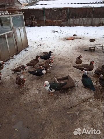 Продаю индоуток