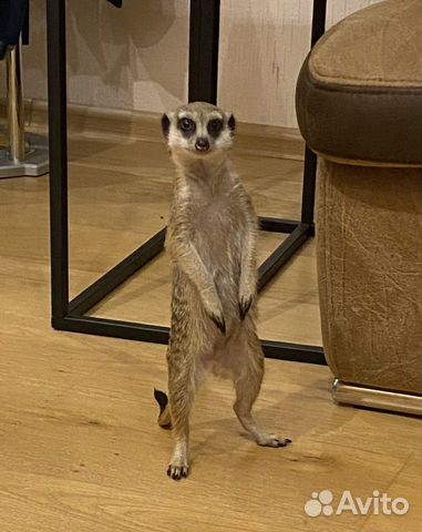 Сурикат девочка