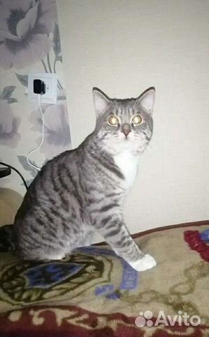 Кот 1 год помесь бобтейла