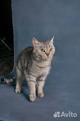 Кошка Серая шейка