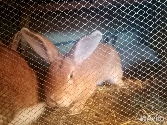 Продам кроликов