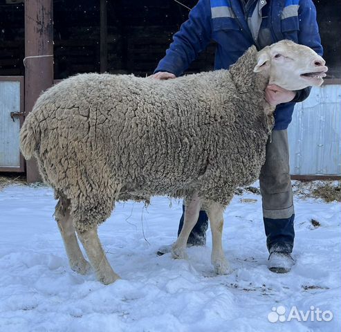 Баран Мериноландшаф 2 года