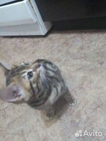 Котенок бенгал