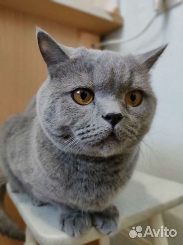 Британская