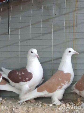 Продажа голубей