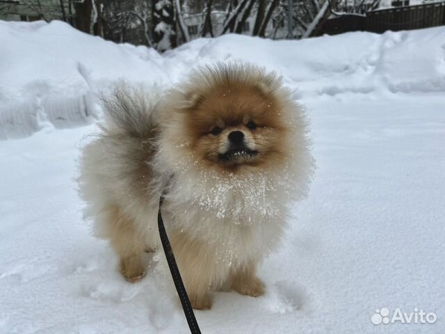 Померанский «цверг» Шпиц