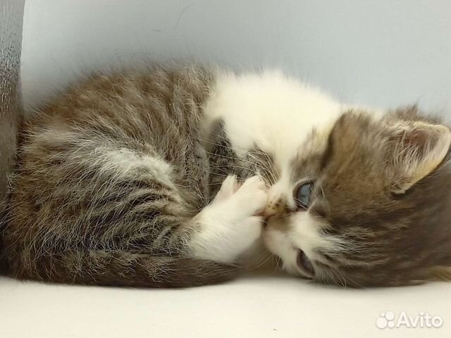 Котик Манчкин коротколапик