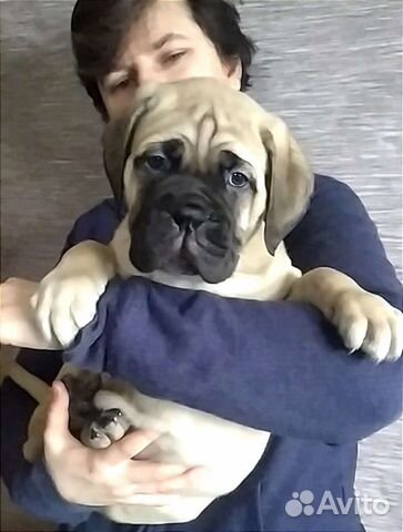 Щенок бульмастиф Vendy