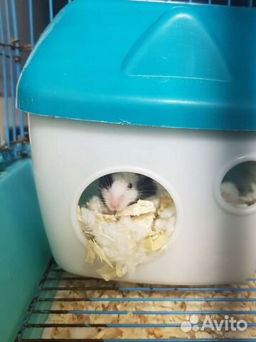 Японский мышонок